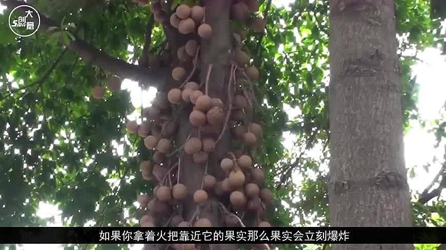 世界上杀伤力最大的植物,不定时的爆炸,威力比手雷还要厉害!