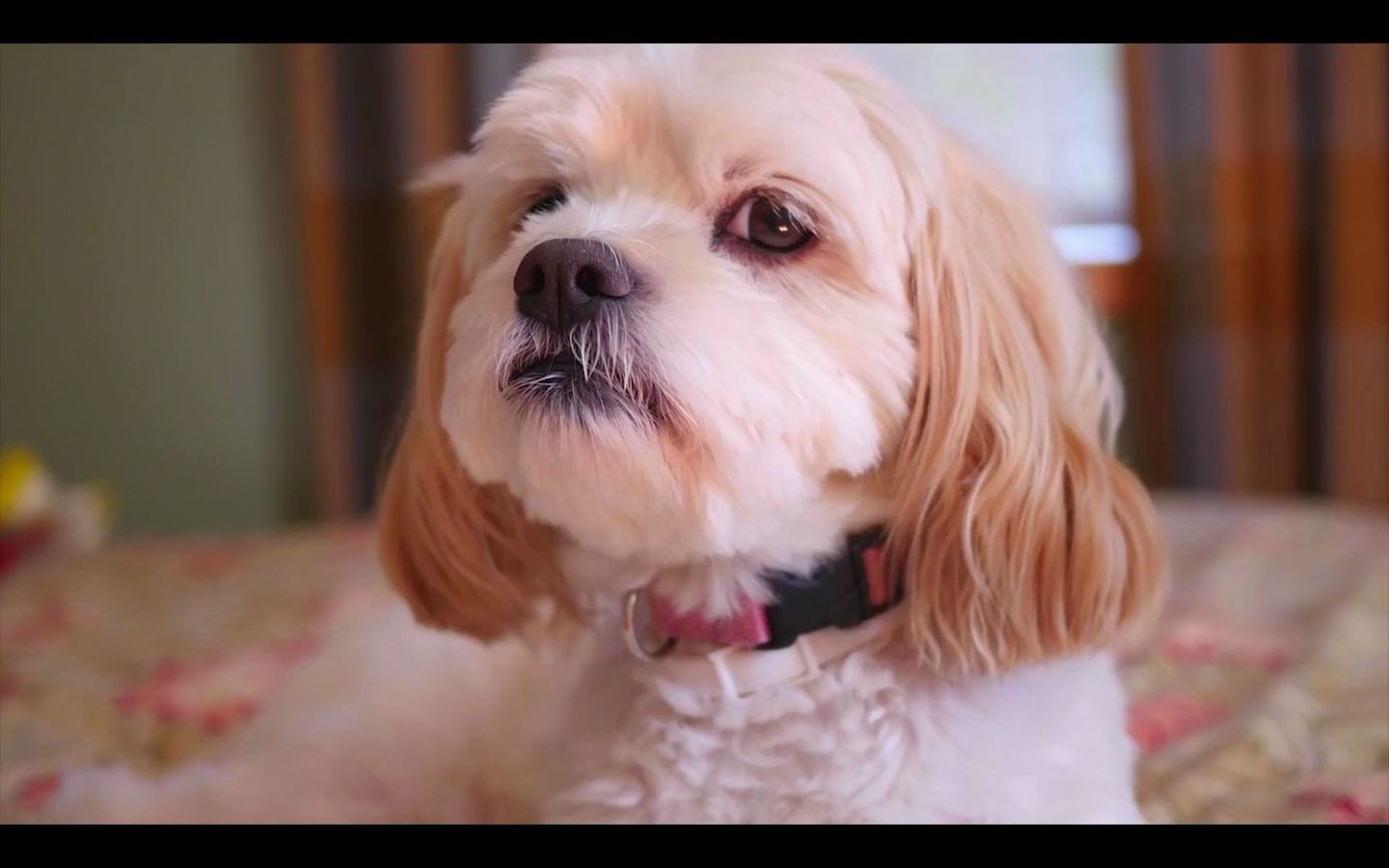 杭州/绍兴/湖州/嘉兴宠物医院装修设计公司案例