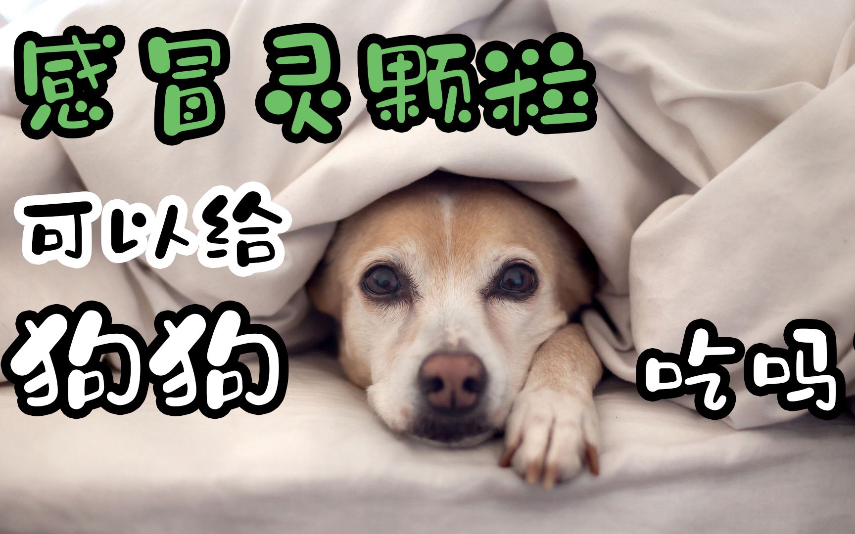感冒灵颗粒可以给狗狗吃吗?