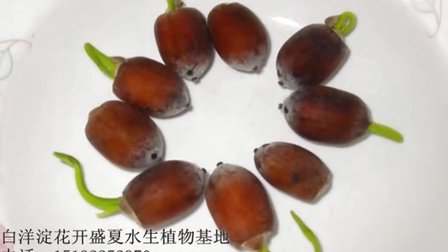 睡莲种子 睡莲种植