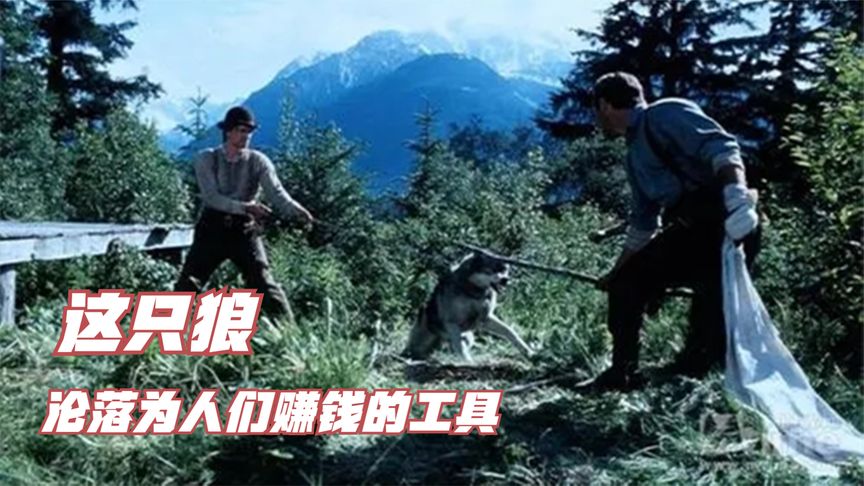 母狼为孩子觅食受伤而死,小狼被带进斗狗场,沦落为赚钱的工具