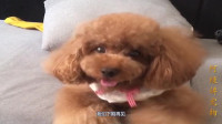 狗狗得了狗瘟热别着急,看看这个