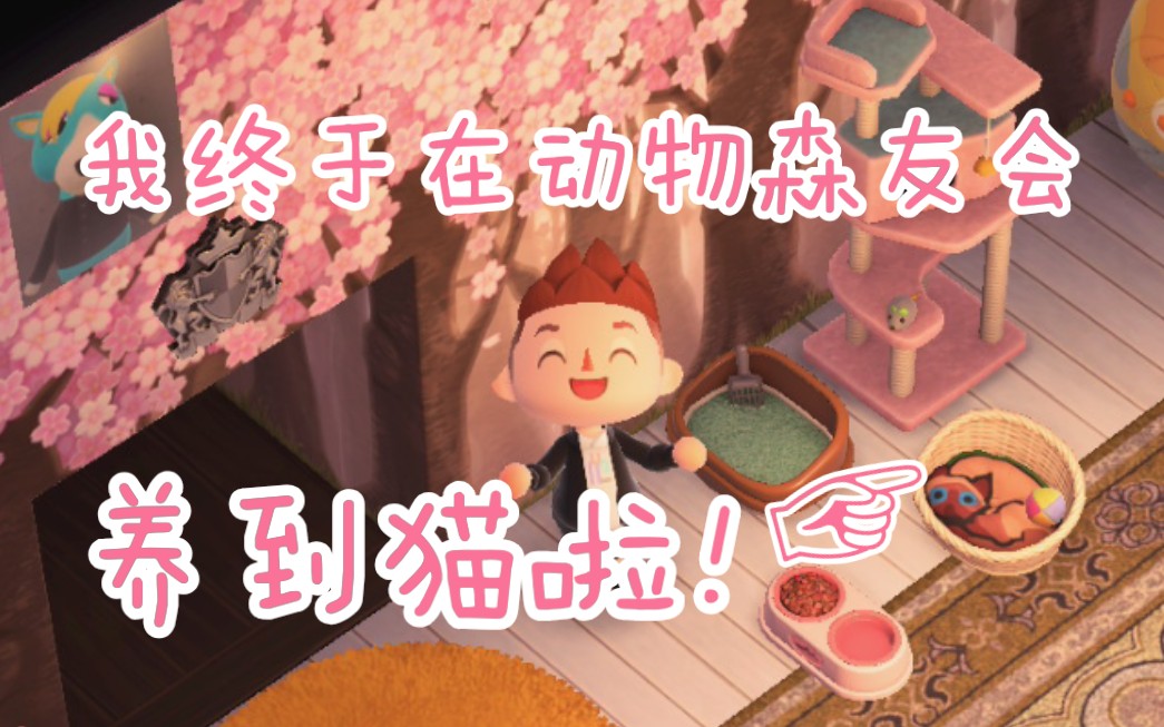 【什么都能玩】手把手教你如何在动物森友会拥有自己的猫咪