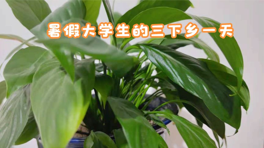 暑假大学生三下乡活动的一天