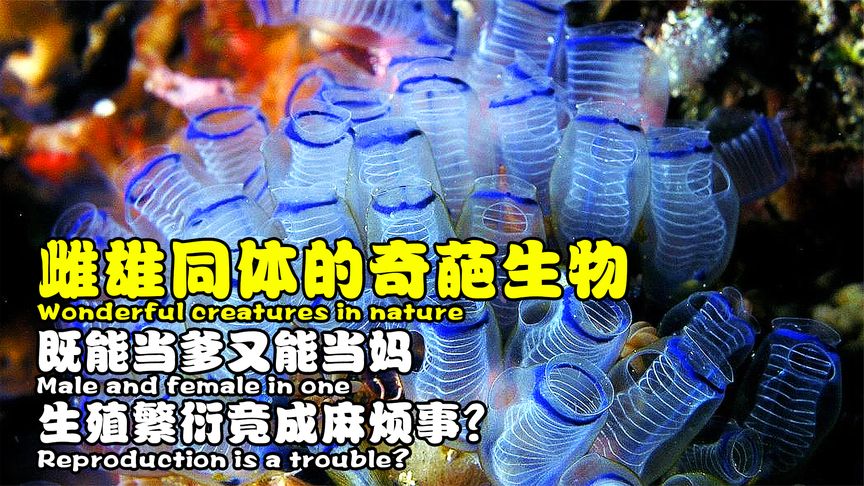 自然界的双性生物,雌雄两性于一体,繁衍却无法随心所欲?