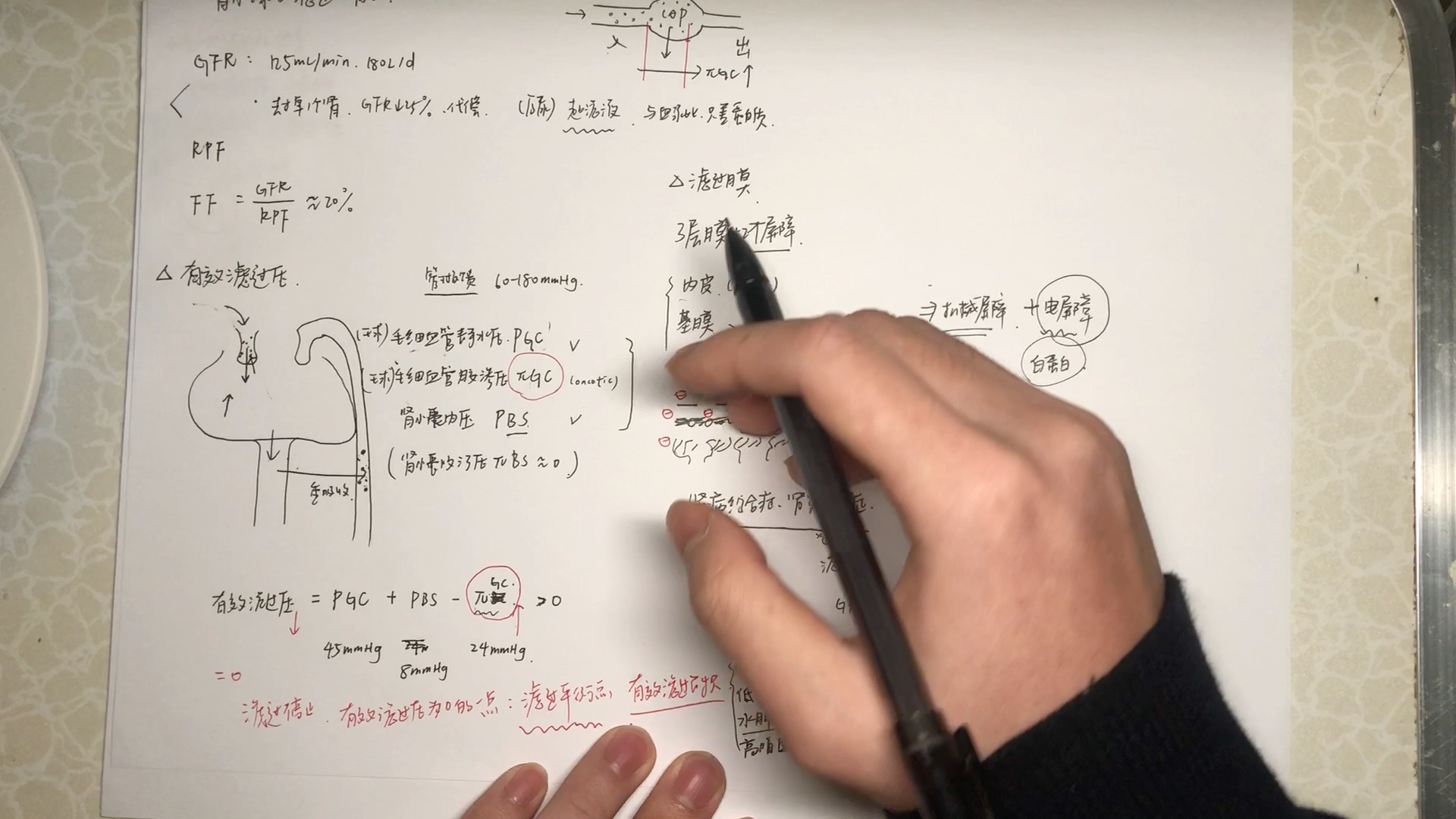 【肾小球的滤过功能】医学生的生理学习分享 片尾有三个情景小问题...