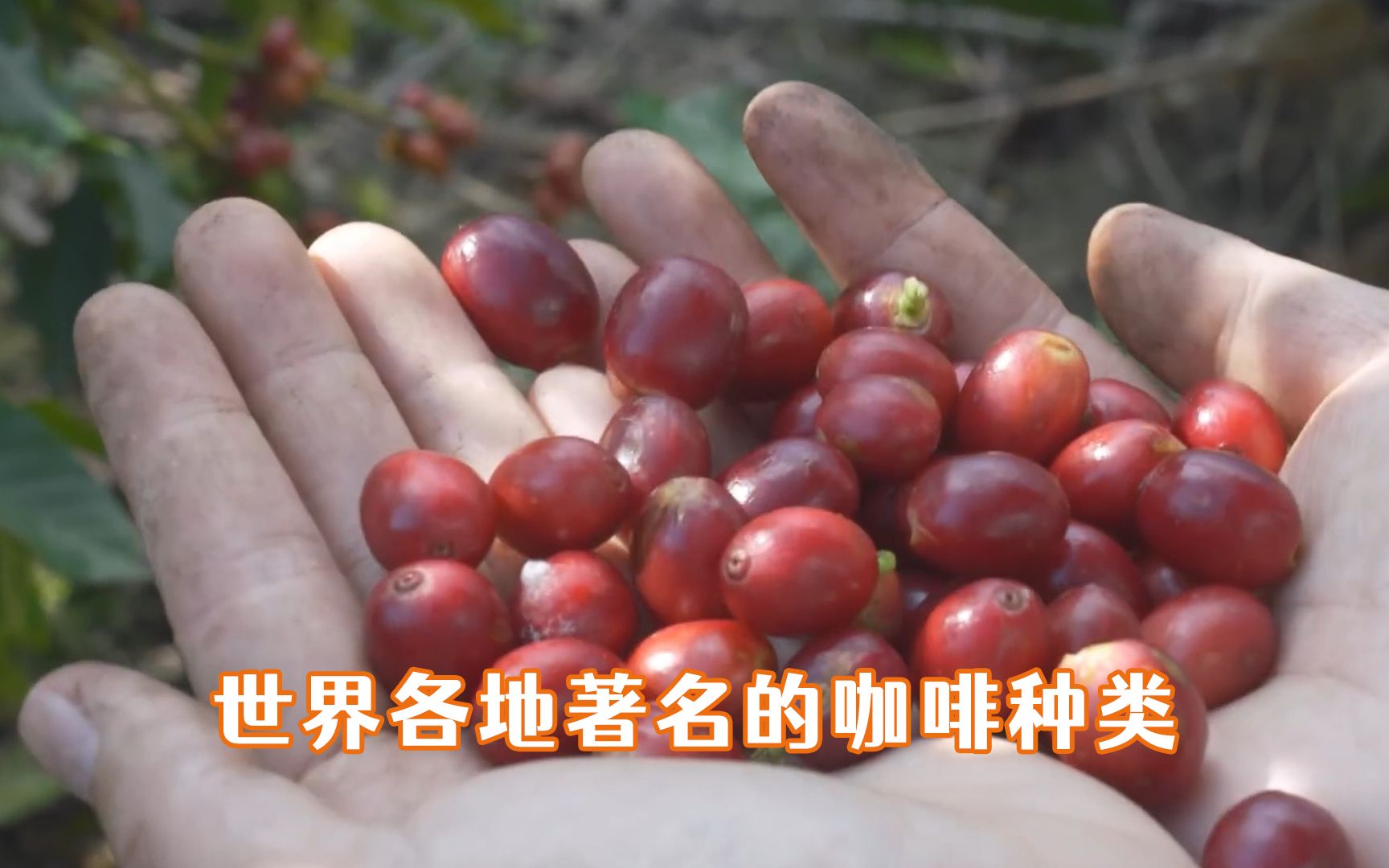 世界各地著名的咖啡种类