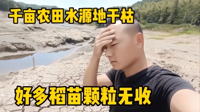 3个月滴雨未下,带大家看看即将”丰收”的稻田,成片稻苗无收成