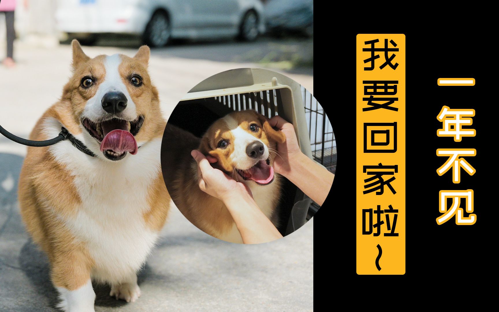 屁屁进笼子~护食咬人的柯基犬后续来啦 居然训了一年