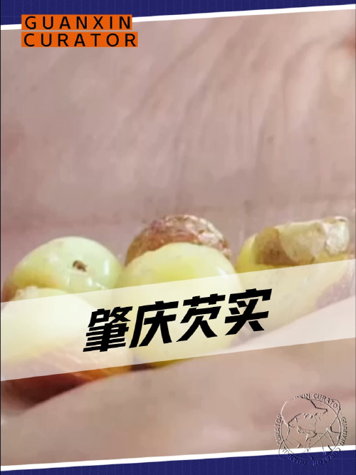 独特的芡实收获方式,成就大名鼎鼎的肇庆肇实