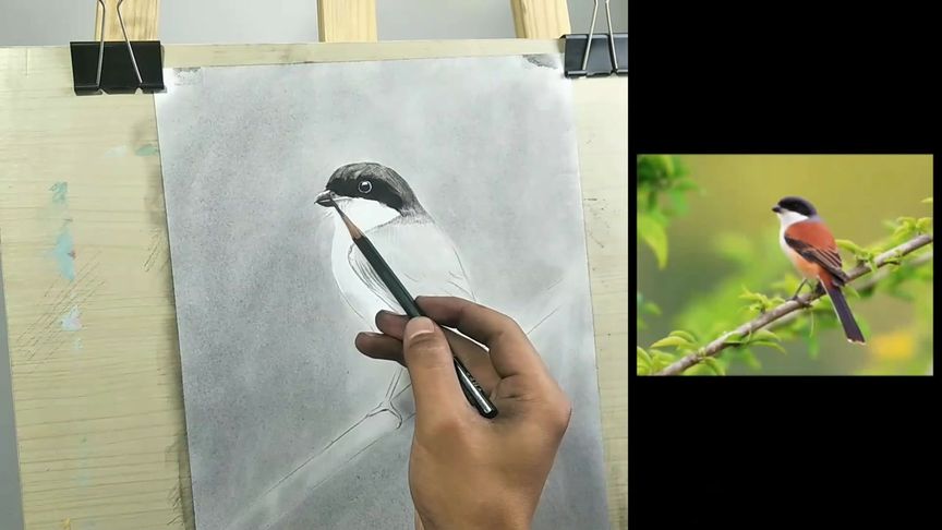 素描零基础入门教程教你素描写实-鸟