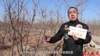 农村种植樱花树讲解,观赏性树种,经济效益不错