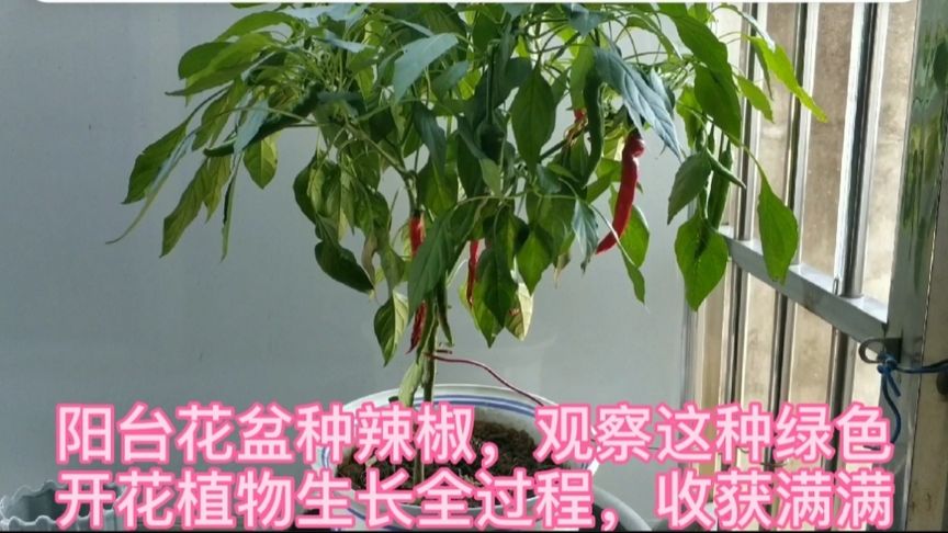 阳台花盆种辣椒,观察这种绿色开花植物生长全过程,收获满满