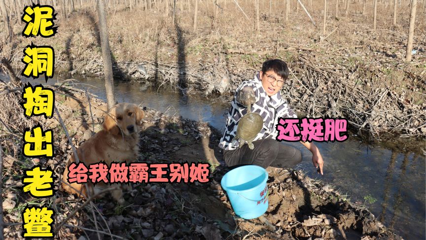 小亮从河边泥洞里掏出个大老鳖,金毛让给它做霸王别姬,可真会吃