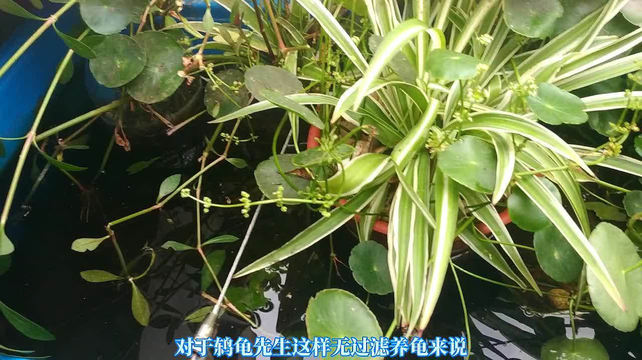 巧用水生植物,打造无过滤生态养龟缸,乌龟缸中养水菖蒲的方法