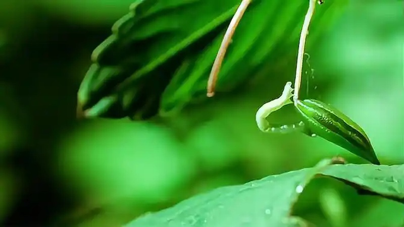 野凤仙花果实炸裂弹射种子