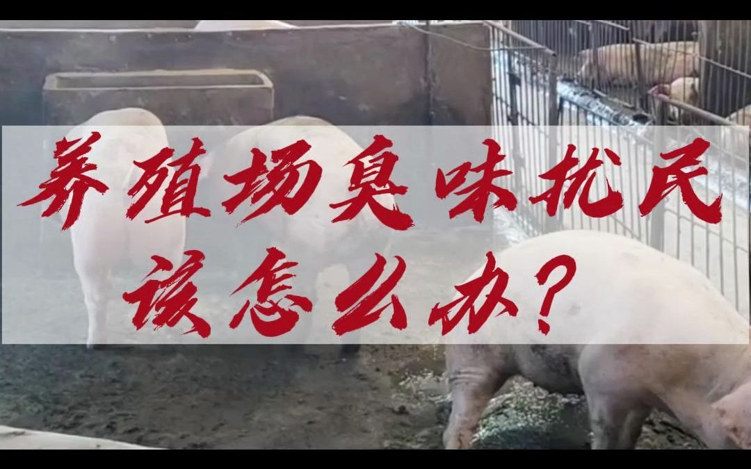 养殖场臭味扰民怎么办?氨气,硫化氢超标怎么解决?被投诉怎么办?