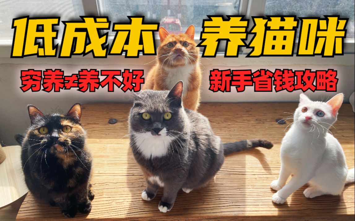 新手养猫省钱攻略!穷养当然能养好!这些智商税别来沾边!