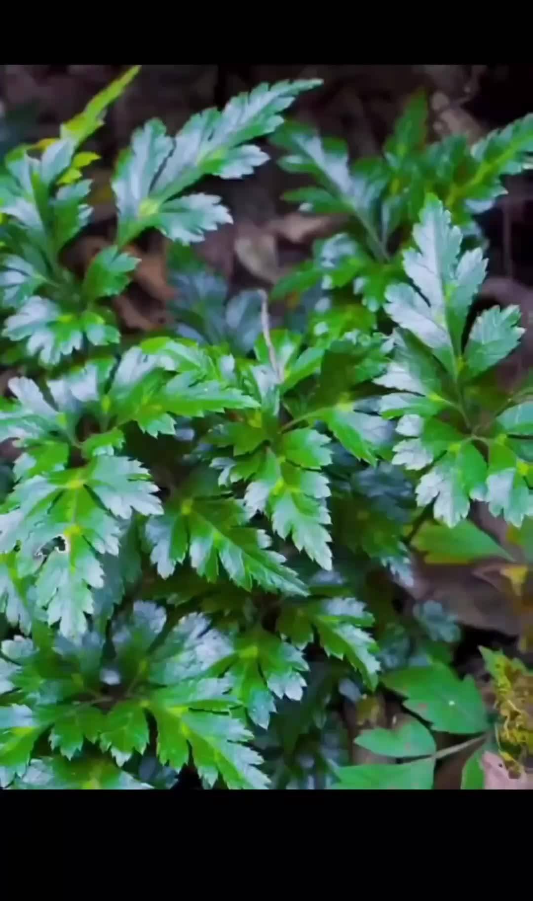 这就是黄连,俗话说,哑巴吃黄连、有苦说不出