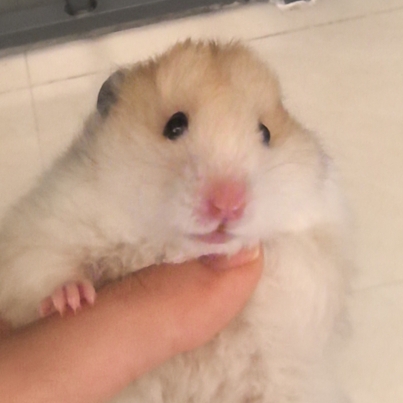 Doooo牛马爱吃草 