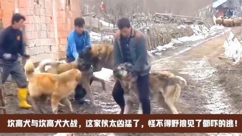 坎高犬与坎高犬大战,这家伙太凶猛了,怪不得野狼见了都吓的逃!