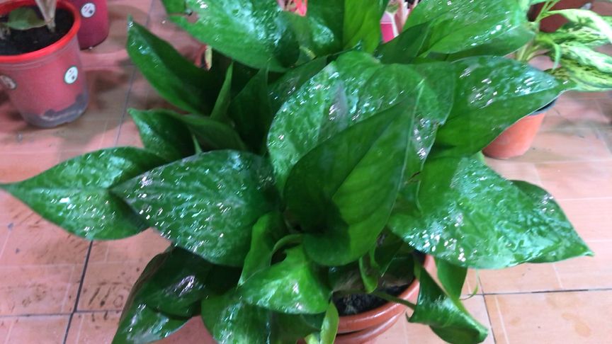 免浇水无土栽培花卉绿萝#清仓价10元/盆