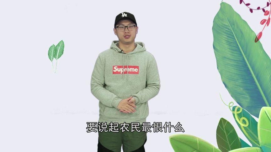原来这些肥料比农药的效果还要好!高效除虫事半功倍!