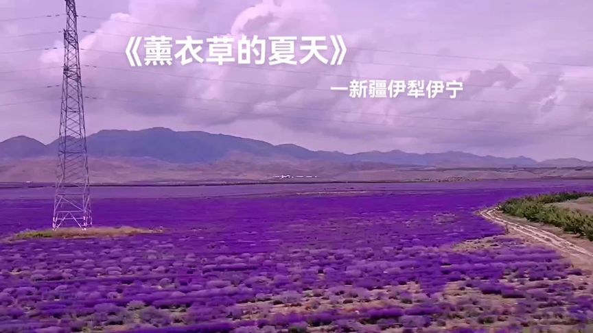 2022.6.13,从新源的那拉提到伊宁,路上看见大片的薰衣草