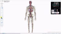 谷歌人体浏览器,3D人体模型