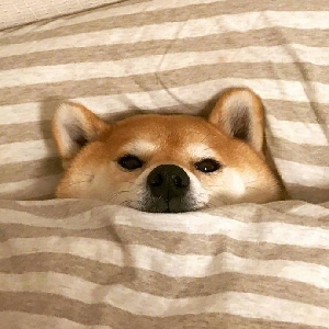 我不叫up我叫海茶 