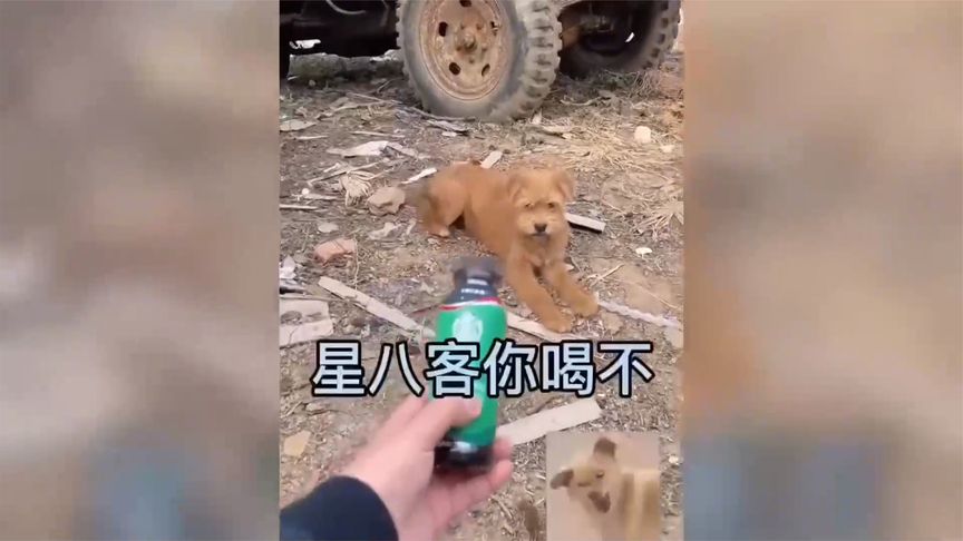 狗子:虽然我不是人,但你是真的狗