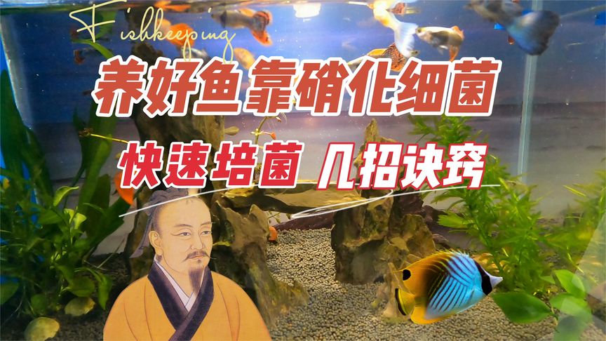 养好鱼靠硝化细菌,快速培养硝化细菌的诀窍:养鱼笔记第3季25集