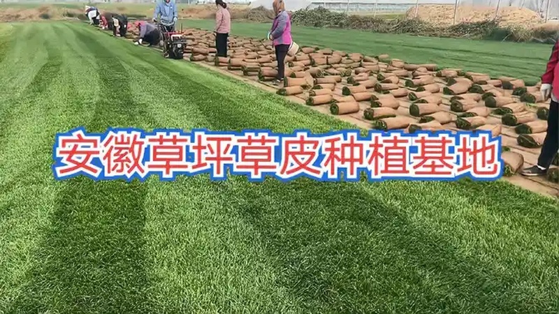 安徽草坪草皮种植基地