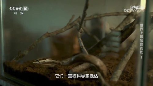 世界著名爬行动物学家突然神秘死亡,调查发现,是被非洲藤蛇咬了一口