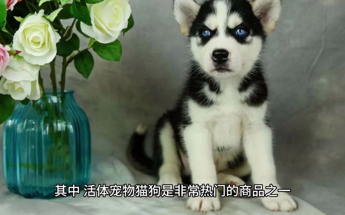 商家在抖音上上架活体宠物猫狗需要注意哪些问题?分享