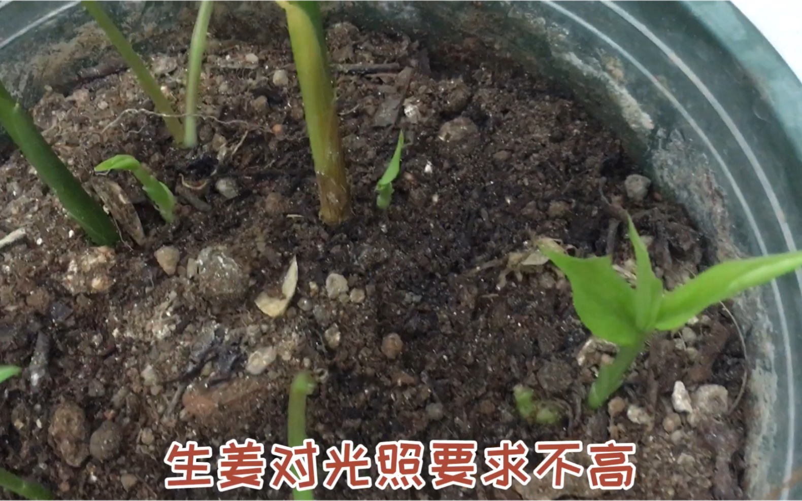 苦瓜修剪残枝败叶,长出新的侧枝已结小苦瓜,生姜也长出侧枝,小白菜...
