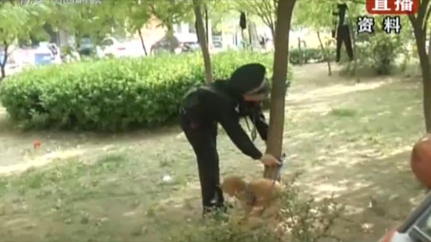 集中整治!太原:五部门联合执法,持续加强犬类管理丨都市110