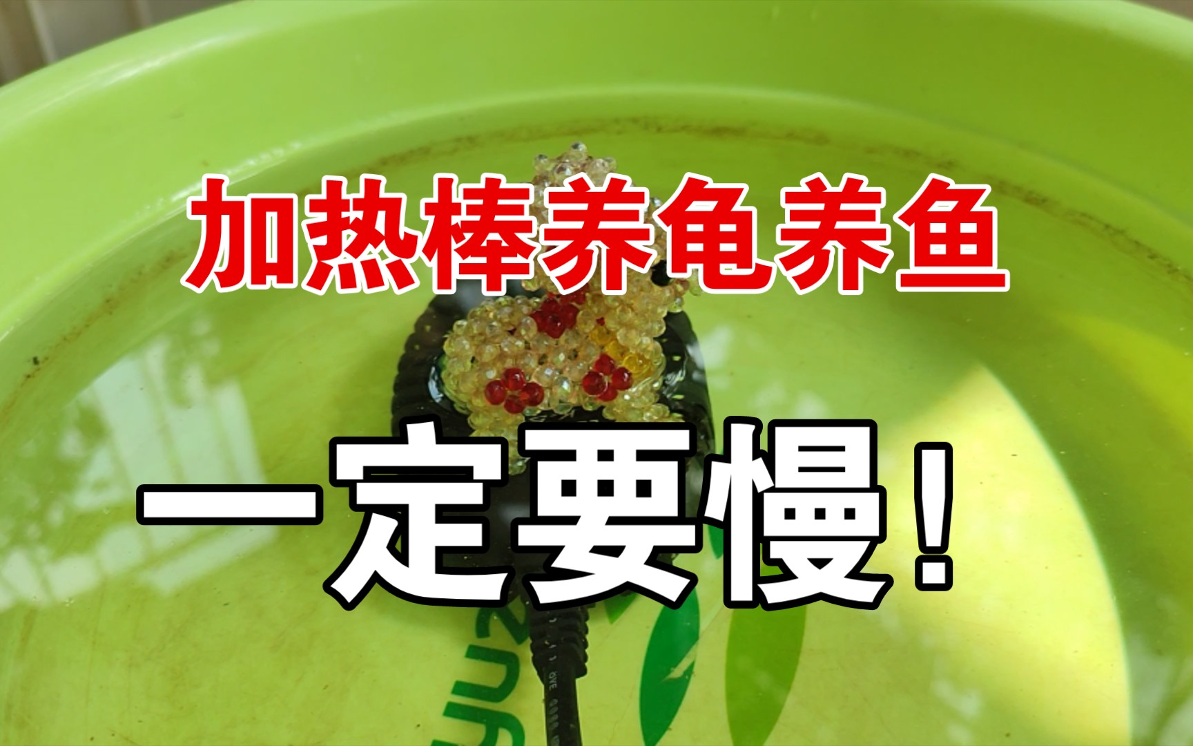 加热棒一开,整缸鱼全死了!秋冬季加热棒加温养龟养鱼,一定要慢下来!用...