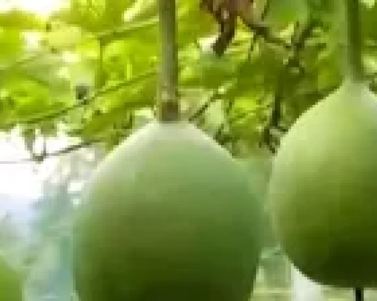 黄精功效强好养活,男子看好商机种黄精,与瓜蒌搭配获得两份收益