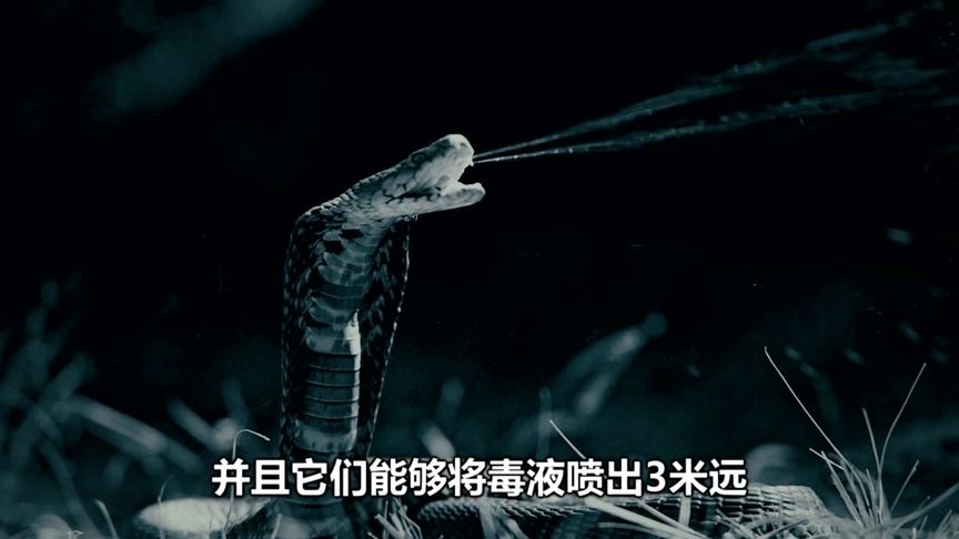 「动物排行」世界上十大最毒的毒蛇(准不准不清楚,但都有毒)
