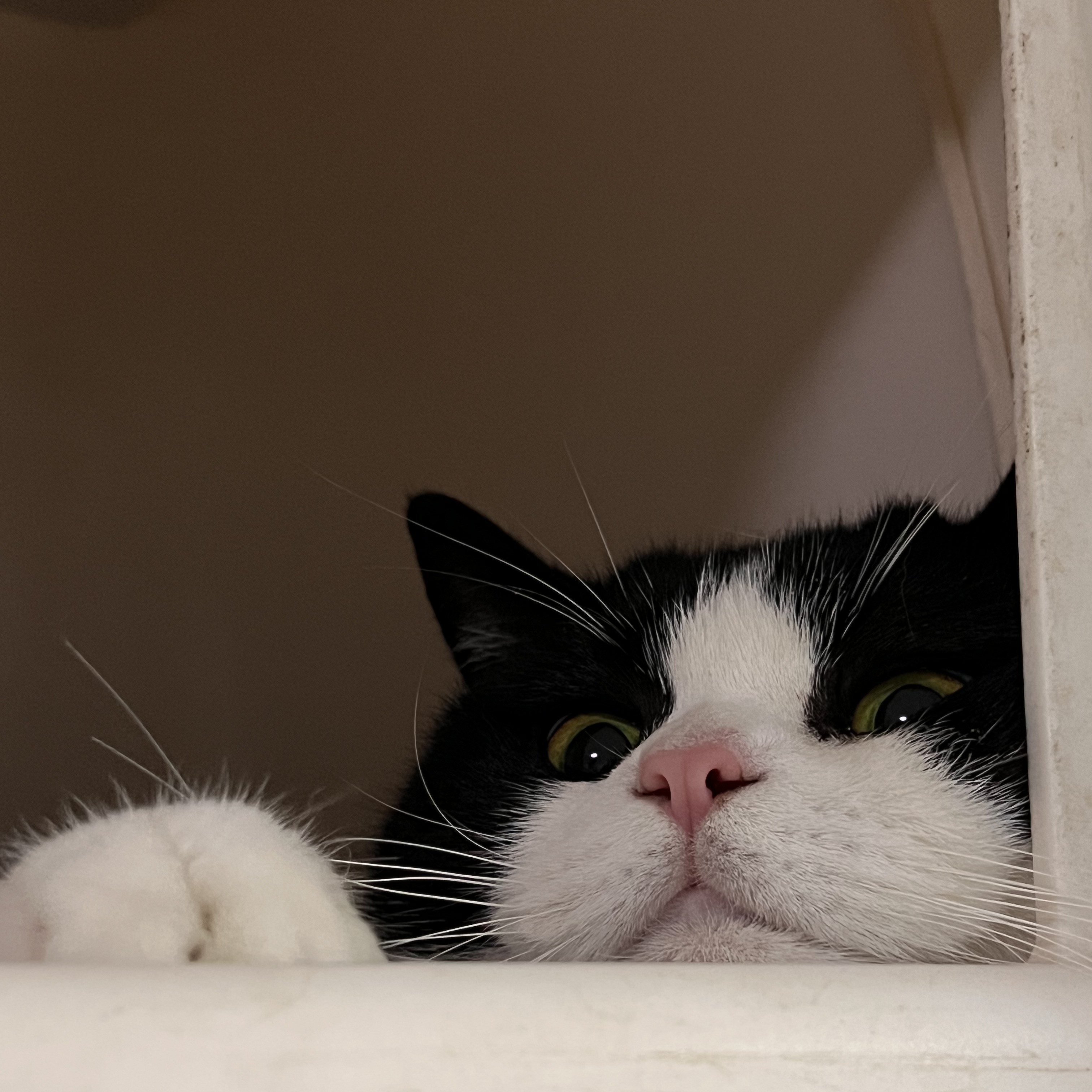 大咪喜欢84消毒水 