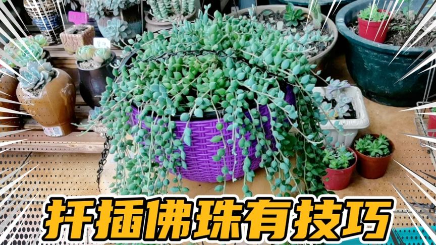 多肉佛珠爱爆盆，教你怎样自己扦插繁殖佛珠，既简单又省钱