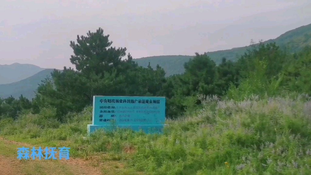 森林抚育作业
