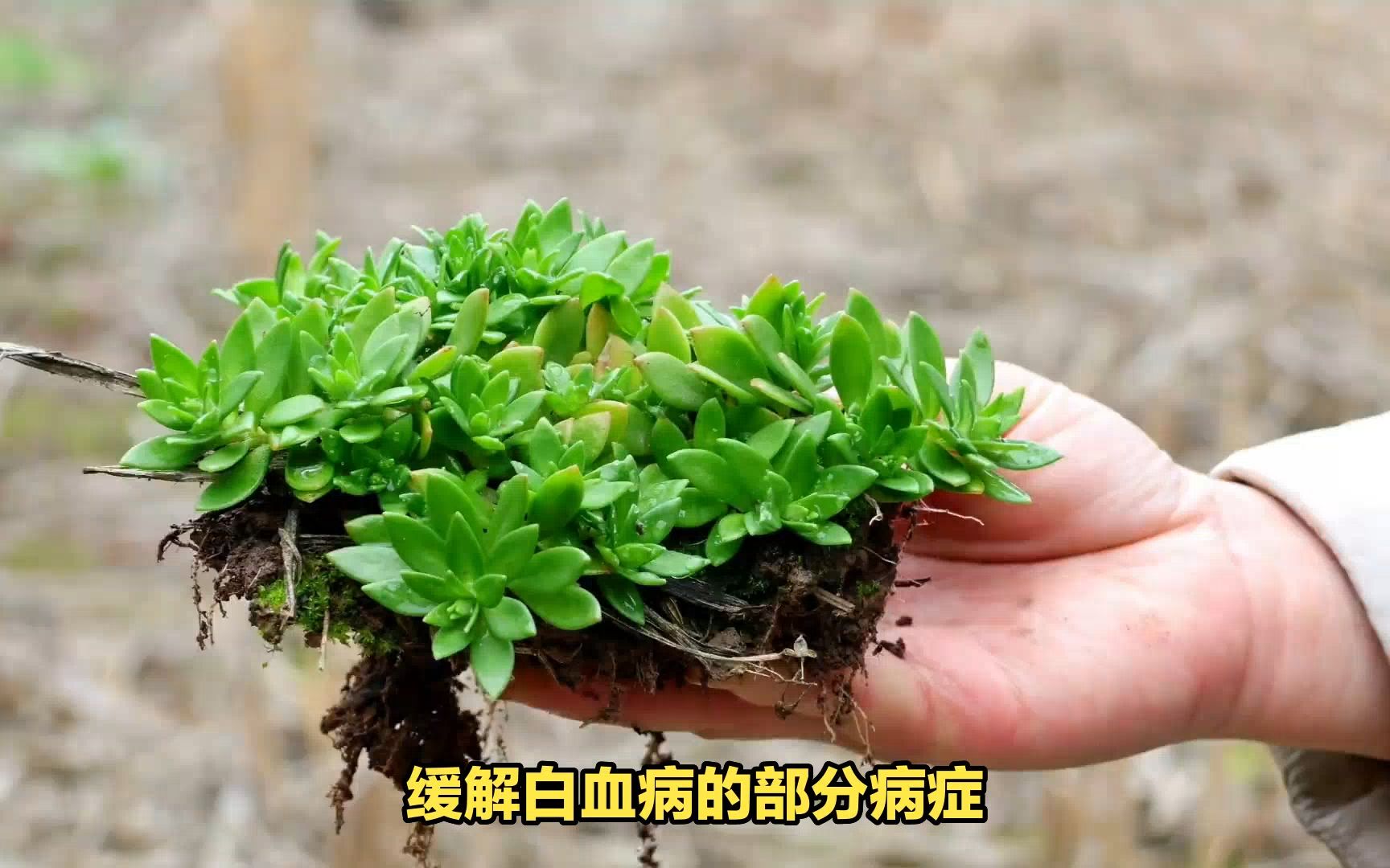 垂盆草:神奇中药材,6大功效让你受益匪浅!
