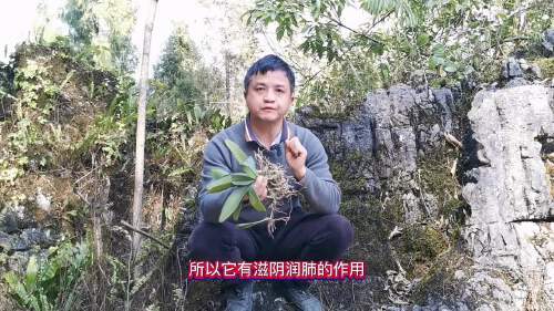 果上叶煲猪肚用处独特,很多懂的农村人都在煲,你有煲来吃过吗?