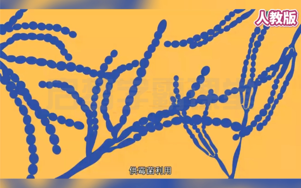八年级上册生物5.4.3《真菌》人教版,趣味动画视频+同步学校教材+...