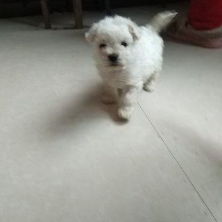 丑陋的黑球 