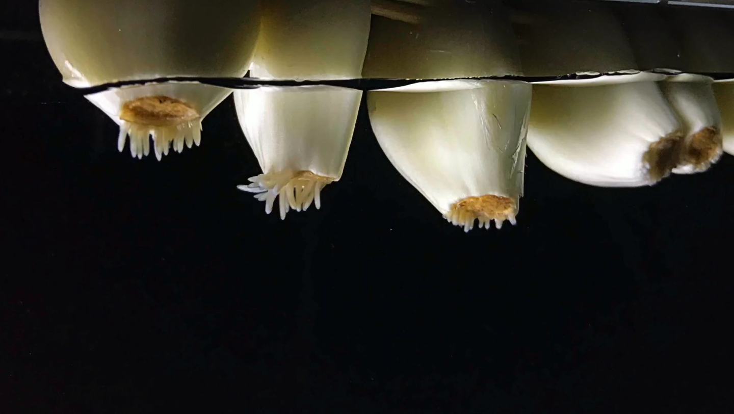 蒜根生长速度有多快