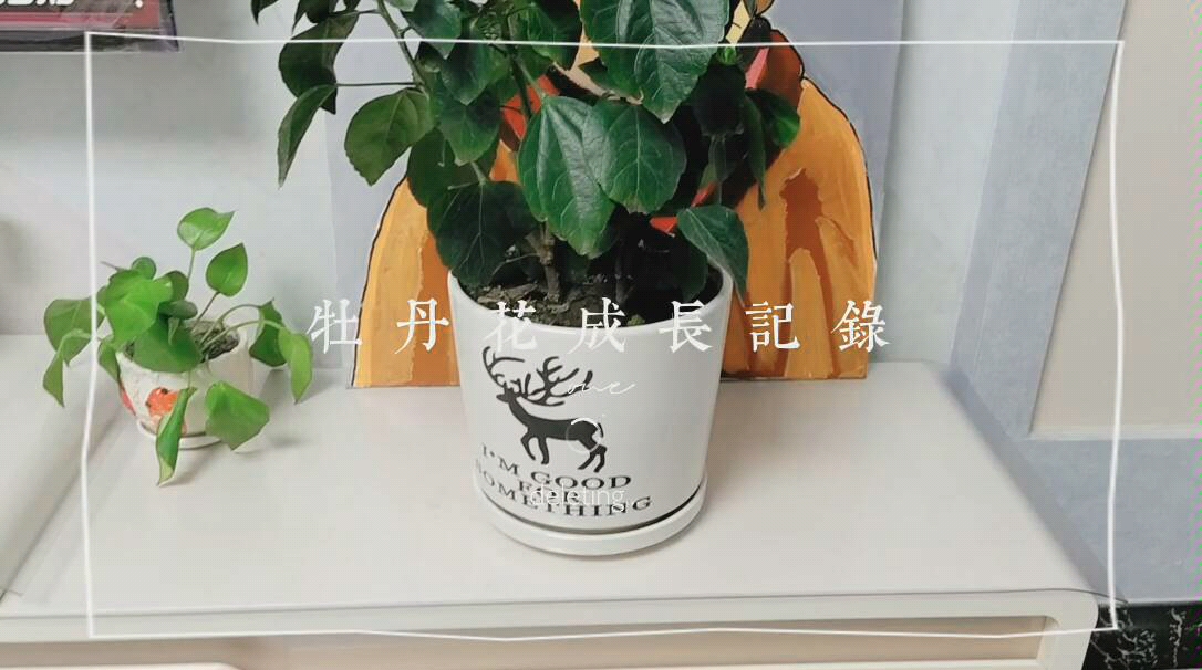 牡丹花成长记录