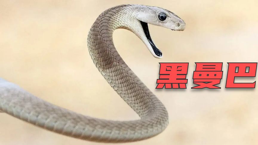 黑曼巴蛇毒性排名第二,仅次于眼镜王蛇的危险爬行动物